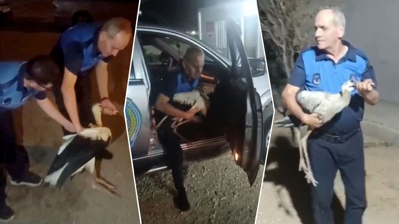 Göç yolunda yorulan leyleğe zabıta şefkati… - iskenderun